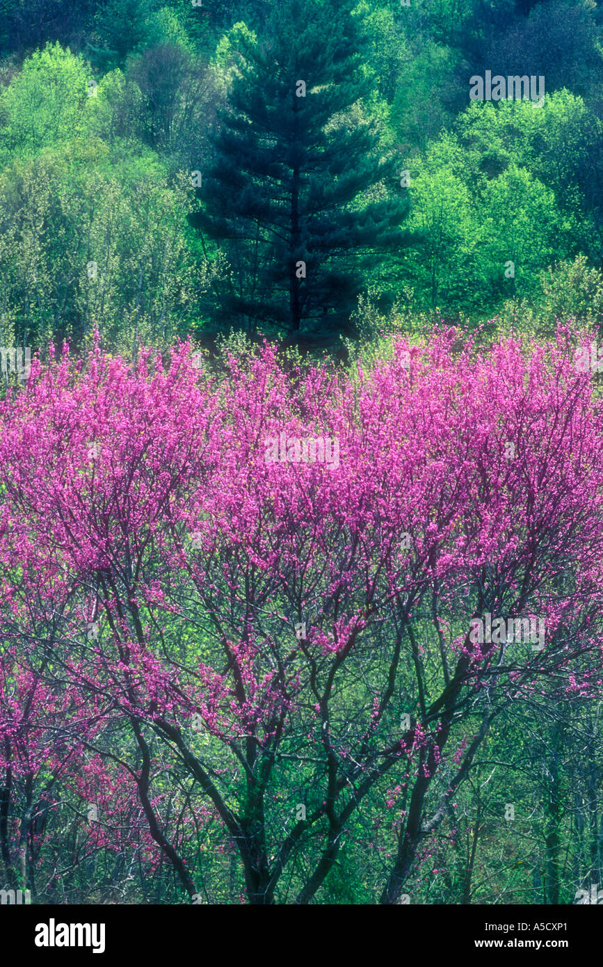 Redbud (Cercis canadensis) Southern Appalachian flowering tree and ...