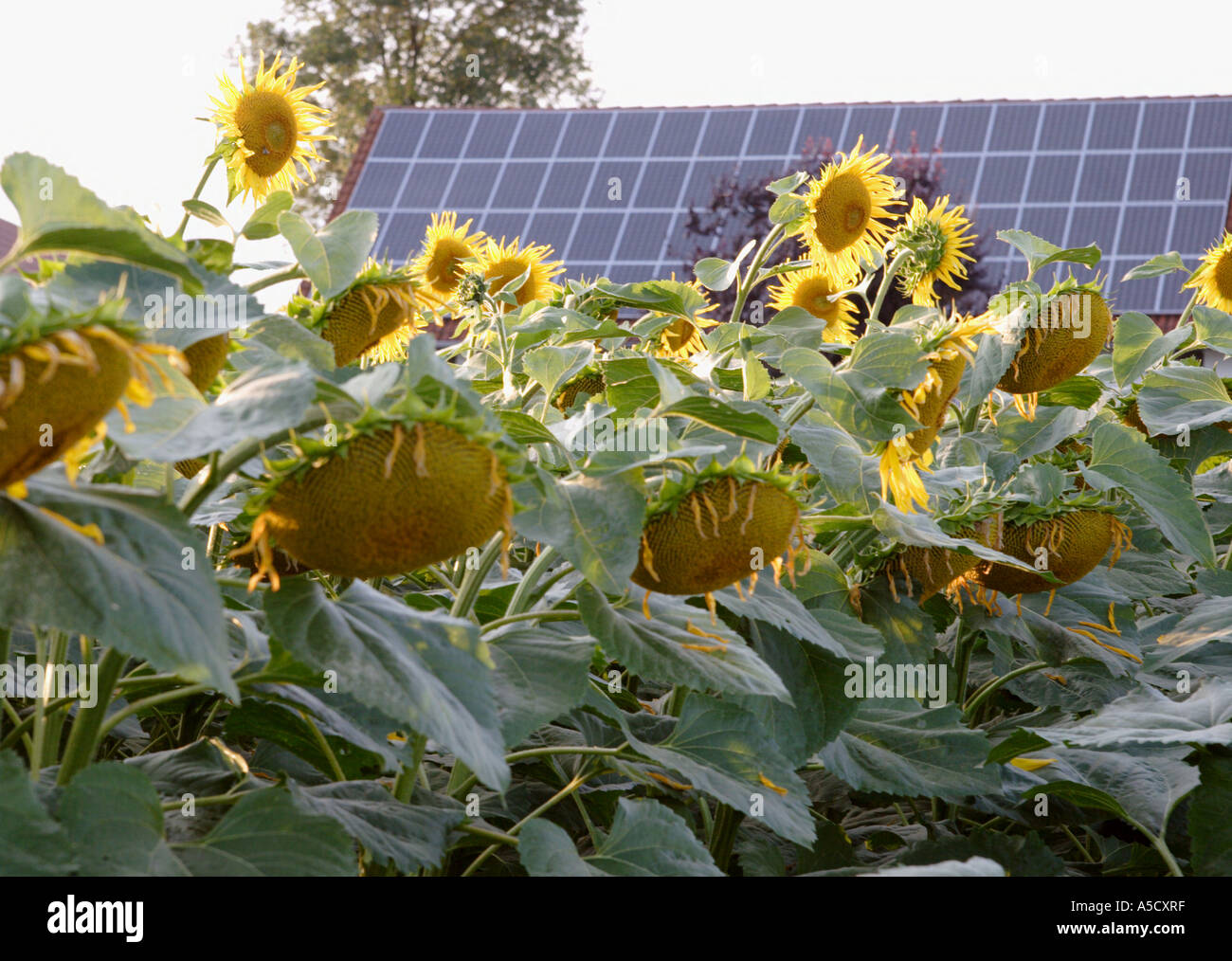 Solar panel in front of sunflowers Stock Photo - Alamy