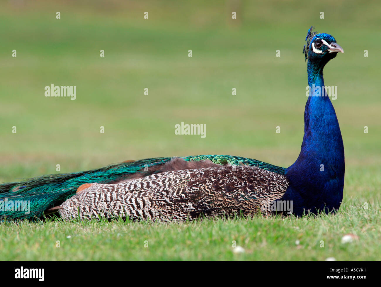 Peacock sitting hi-res stock photography and images - Alamy