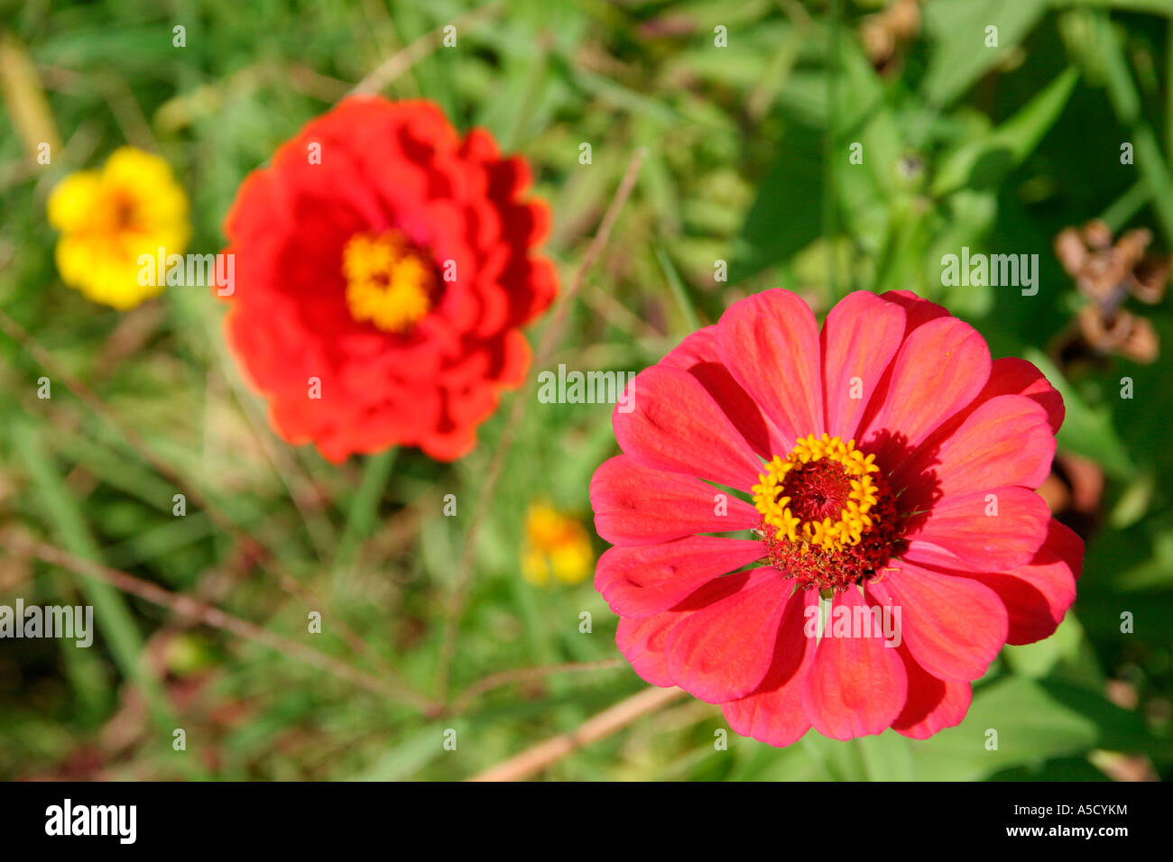 Flowers on a bank hi-res stock photography and images - Alamy