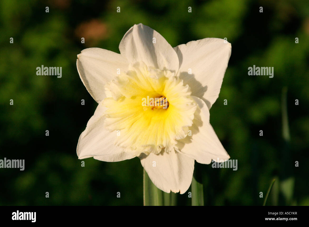 Daffodil symbol hi-res stock photography and images - Alamy
