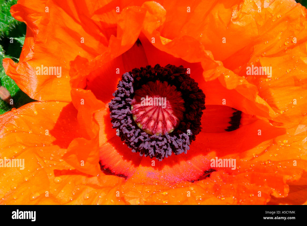 Close up of a flowering poppy in an English garden Stock Photo - Alamy