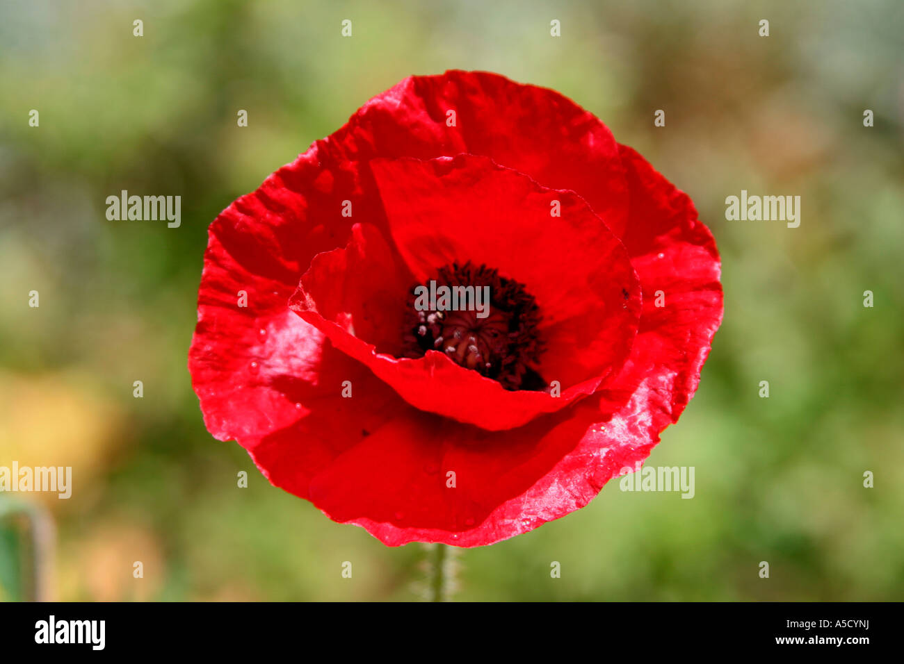 Blooming poppy in an English garden Stock Photo - Alamy