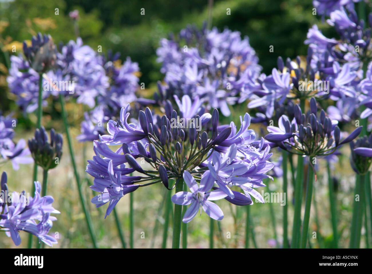Blue Agapanthus flowers Stock Photo - Alamy