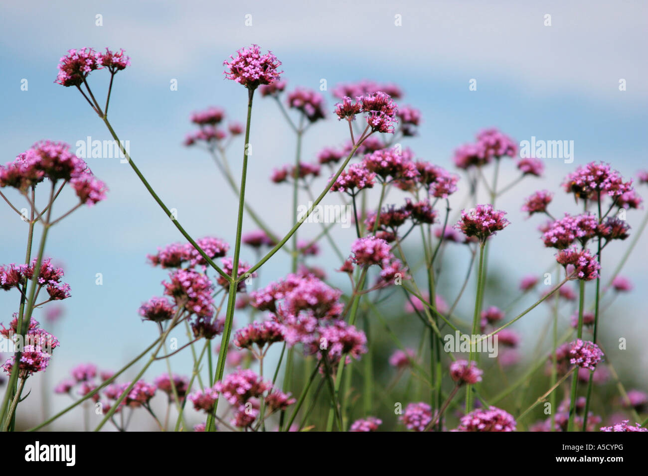 Pink Verbena flowers Stock Photo - Alamy