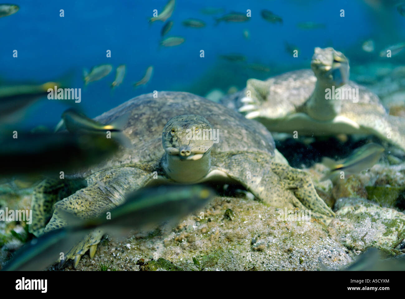 Turtle swimming underwater in Balmorhea state park in Texas Stock Photo ...
