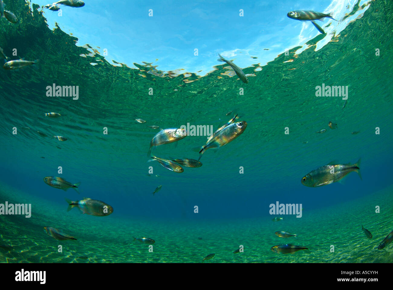 School of mexican tetra fish in Solomon Spring in Balmorhea Stock Photo ...
