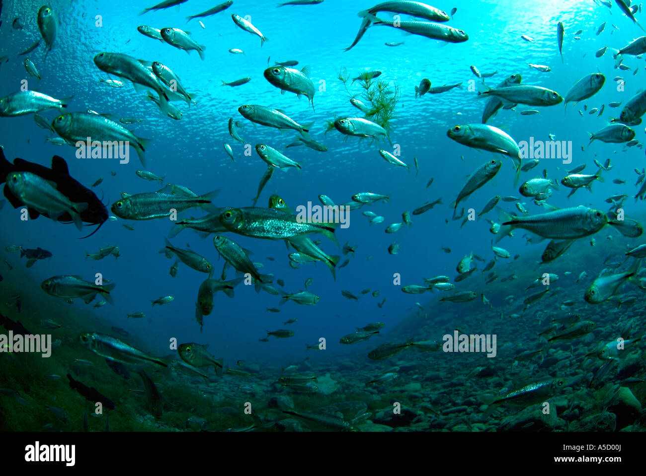 School of mexican tetra fish in Solomon Spring in Balmorhea Stock Photo ...