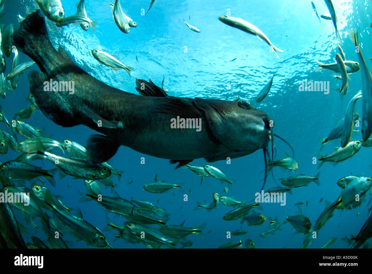 School of tetra fish in Solomon Spring in Balmorhea Stock Photo - Alamy