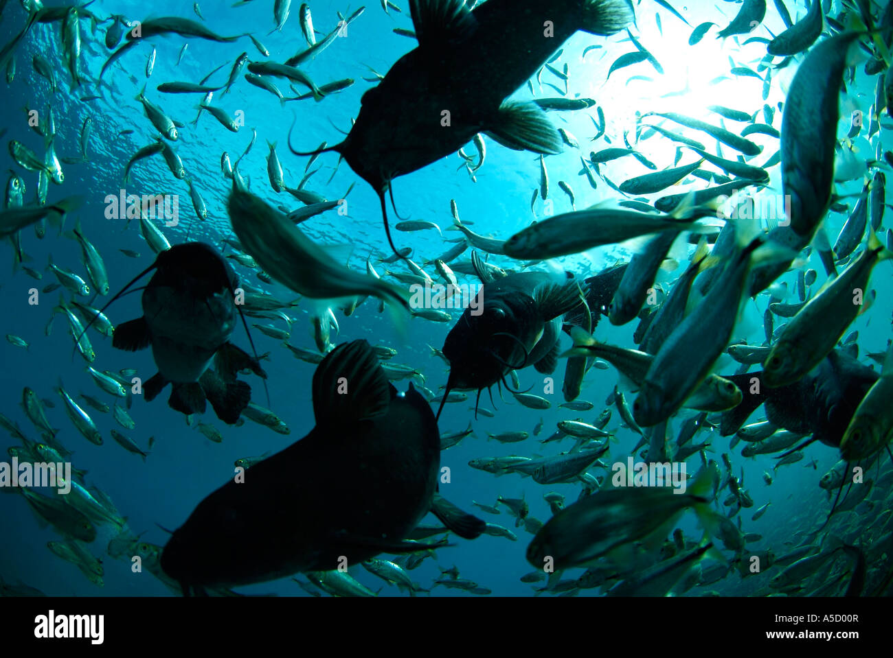School of tetra fish in Solomon Spring in Balmorhea Stock Photo - Alamy