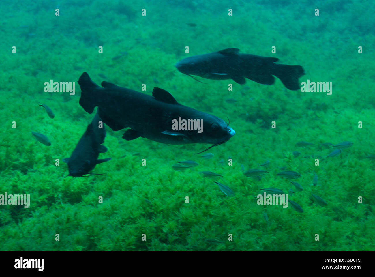 School of cat fish in Solomon Spring in Balmorhea Stock Photo - Alamy