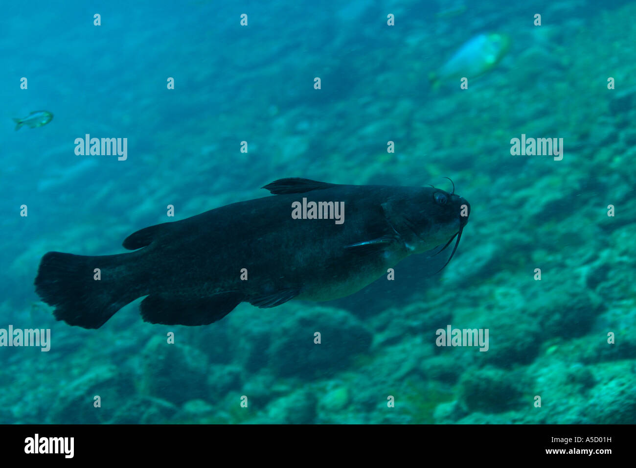 Cat fish in Solomon Spring in Balmorhea Stock Photo - Alamy