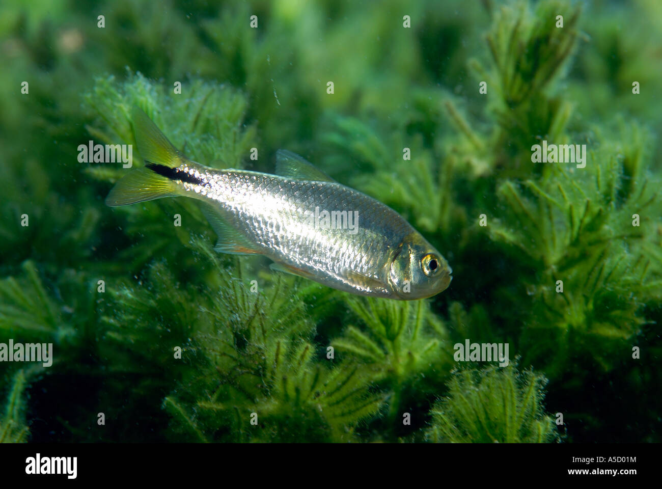 Tetra fish in Solomon Spring in Balmorhea Stock Photo - Alamy
