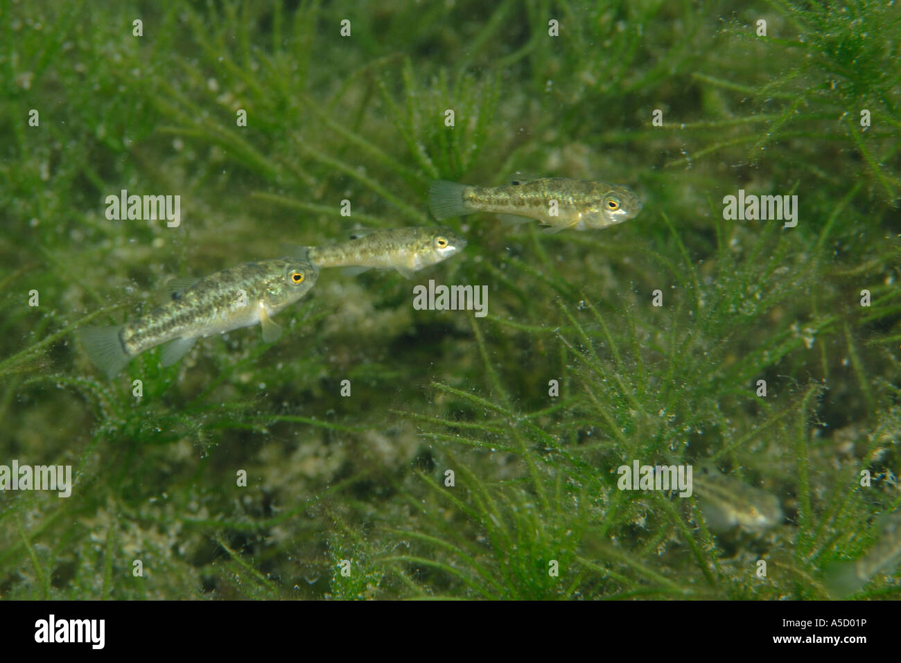 School of tetra fish in Solomon Spring in Balmorhea Stock Photo - Alamy
