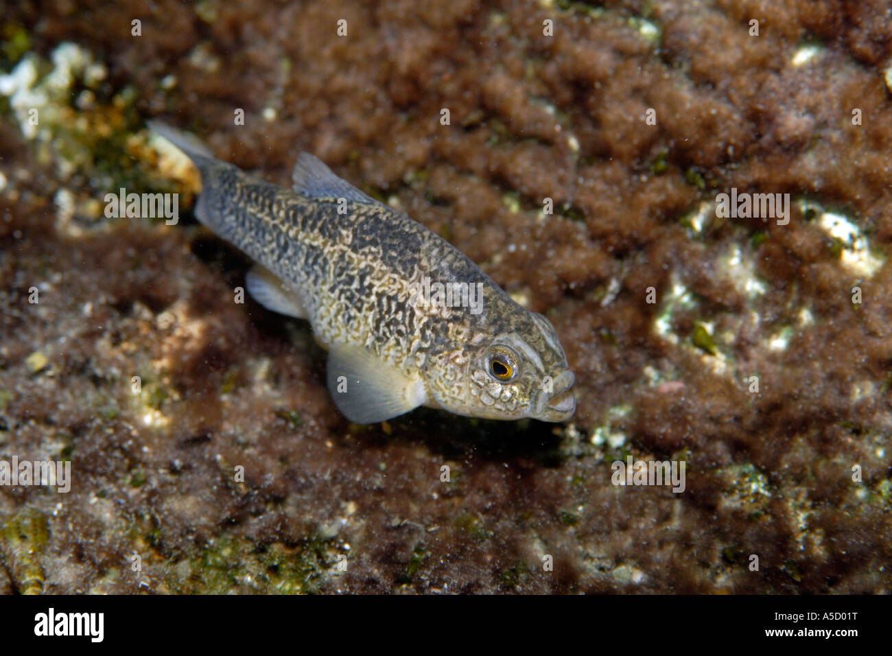 Balmorhea swimming pool hi-res stock photography and images - Alamy