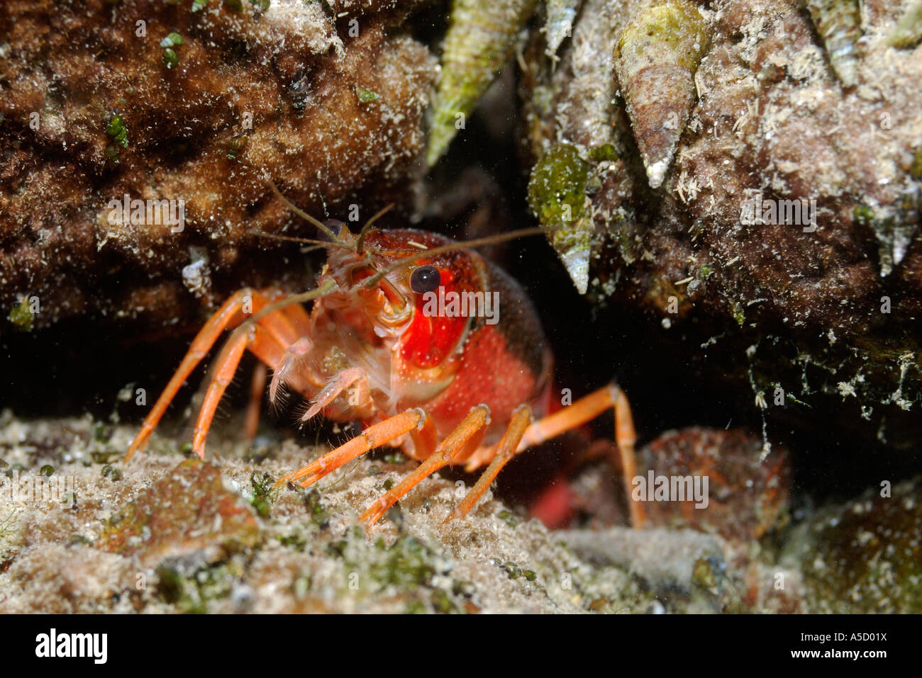 Crawfish hiding in Solomon Spring in Balmorhea Stock Photo - Alamy