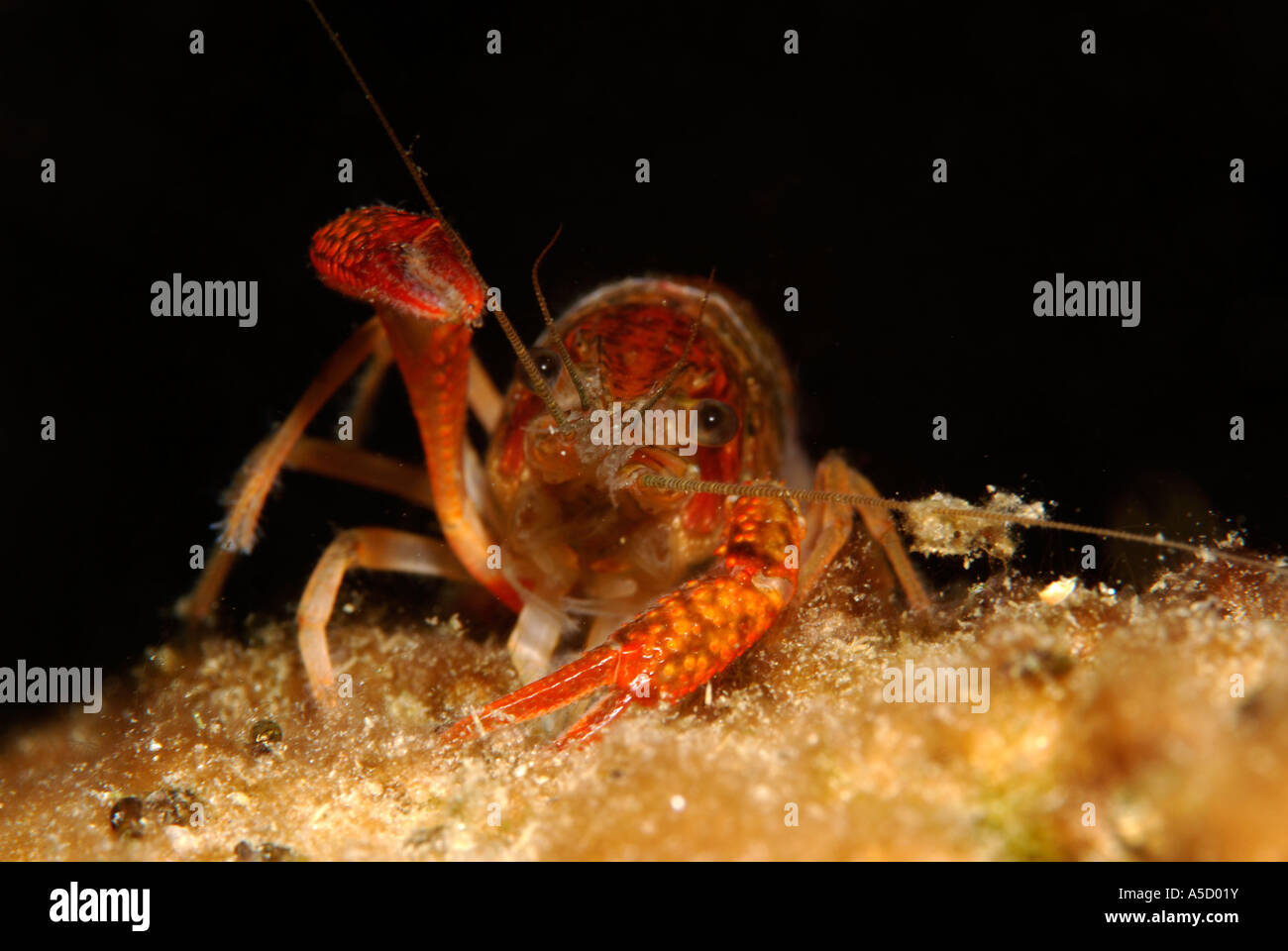 Balmorhea state park swimming pool hi-res stock photography and images ...