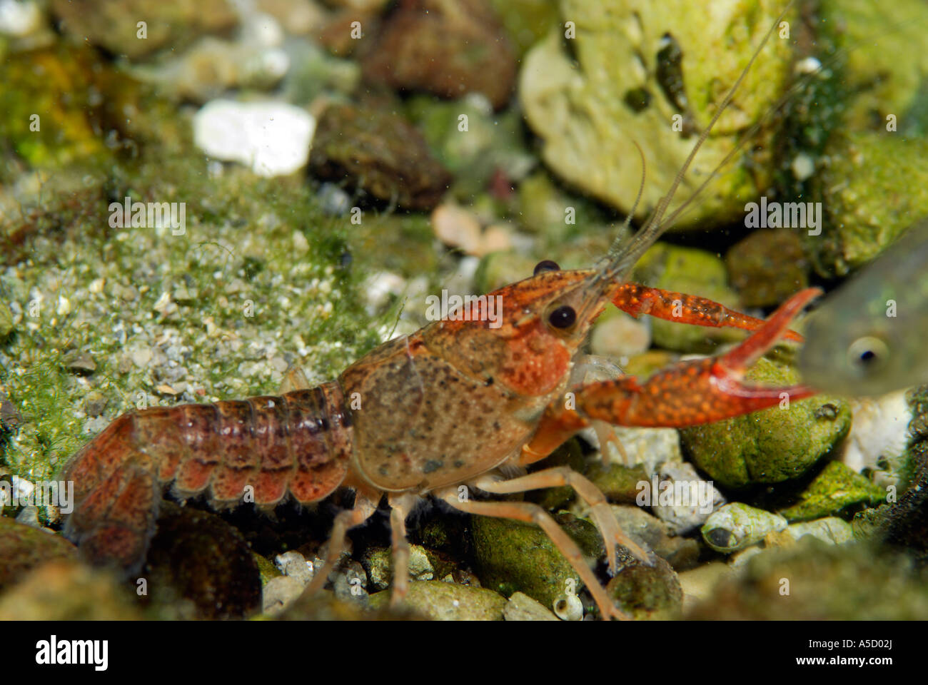 Balmorhea State Park High Resolution Stock Photography and Images - Alamy
