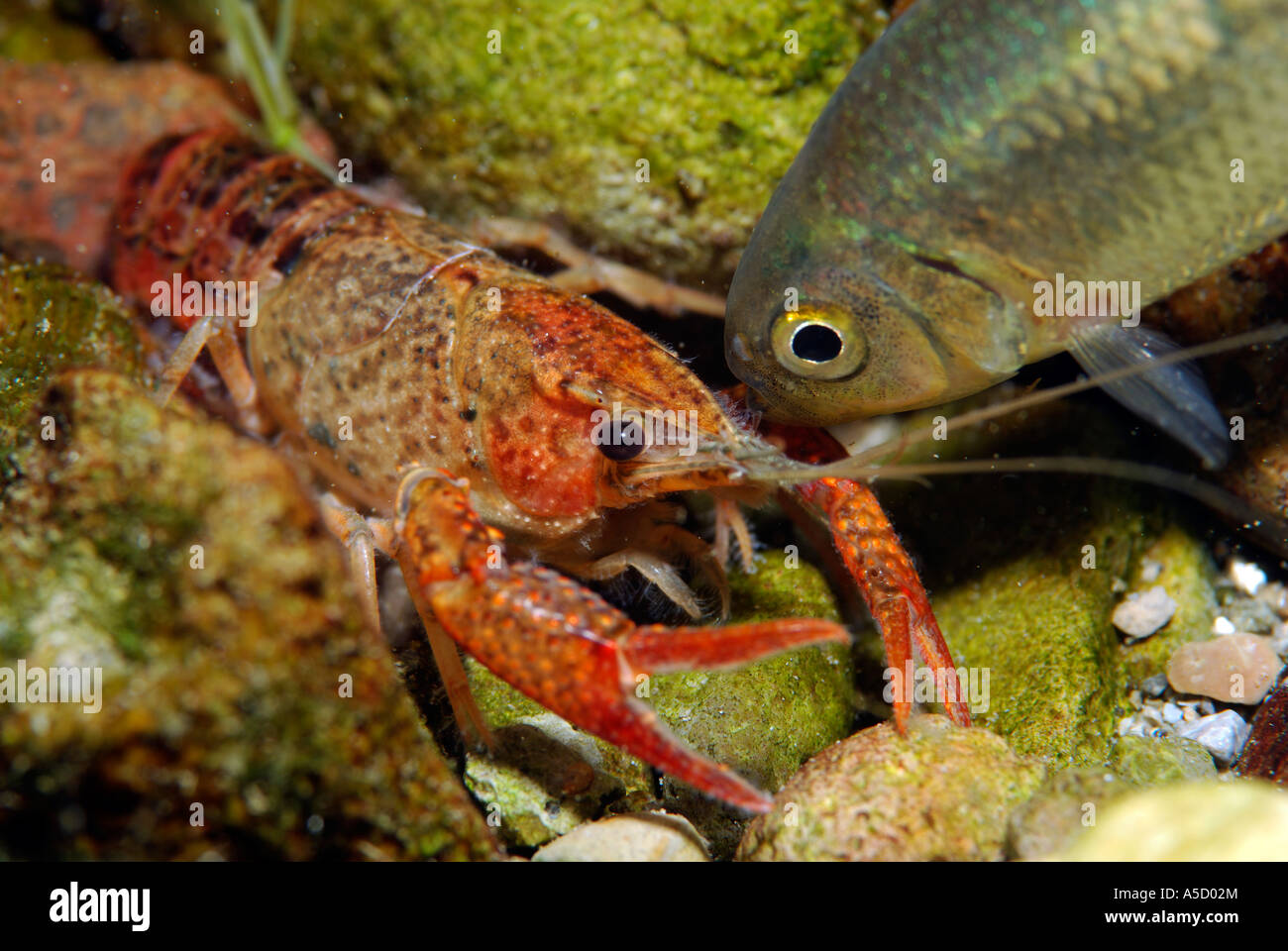 Balmorhea state park swimming pool hi-res stock photography and images ...