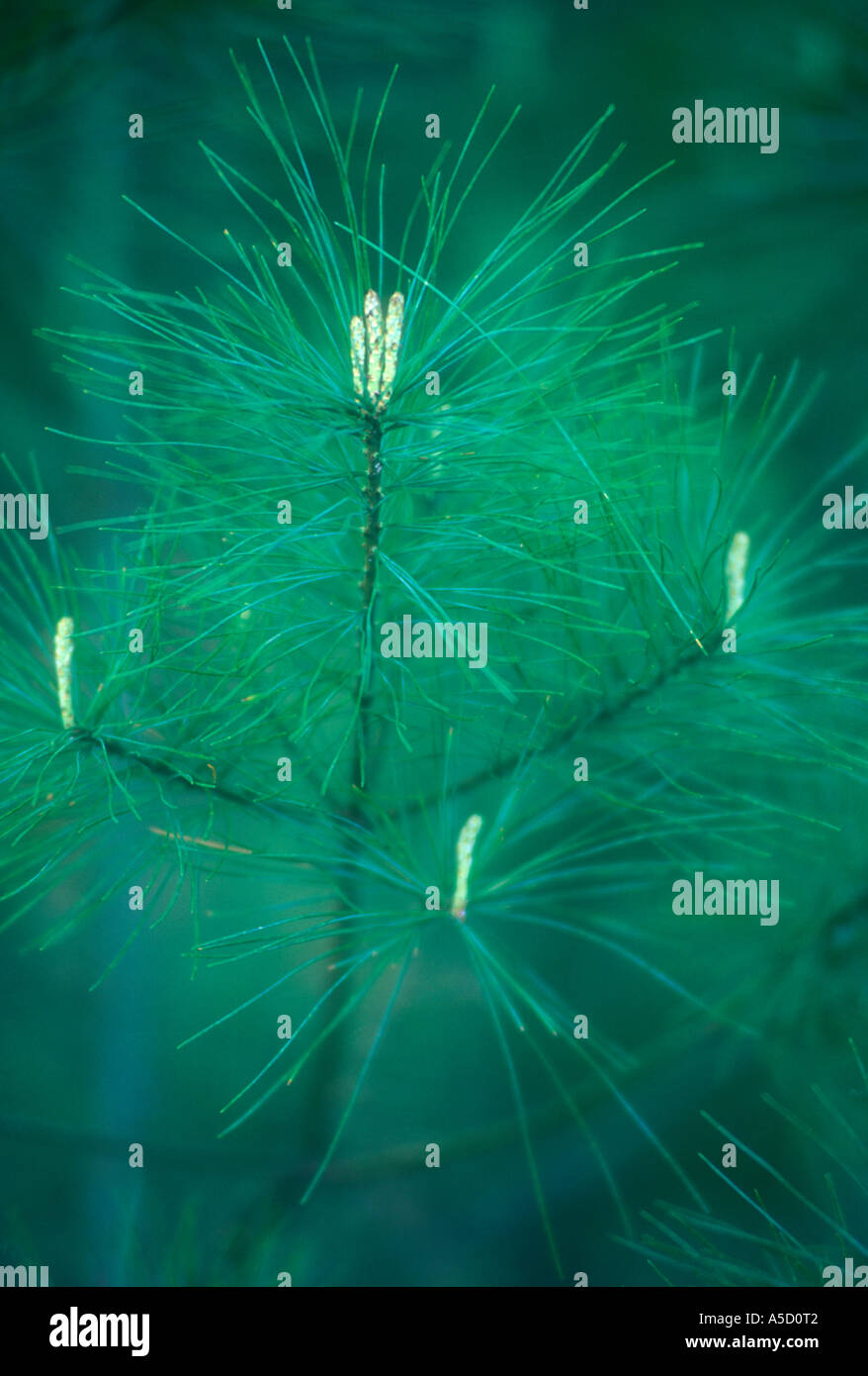 White pine forest pinus strobus hi-res stock photography and images - Alamy