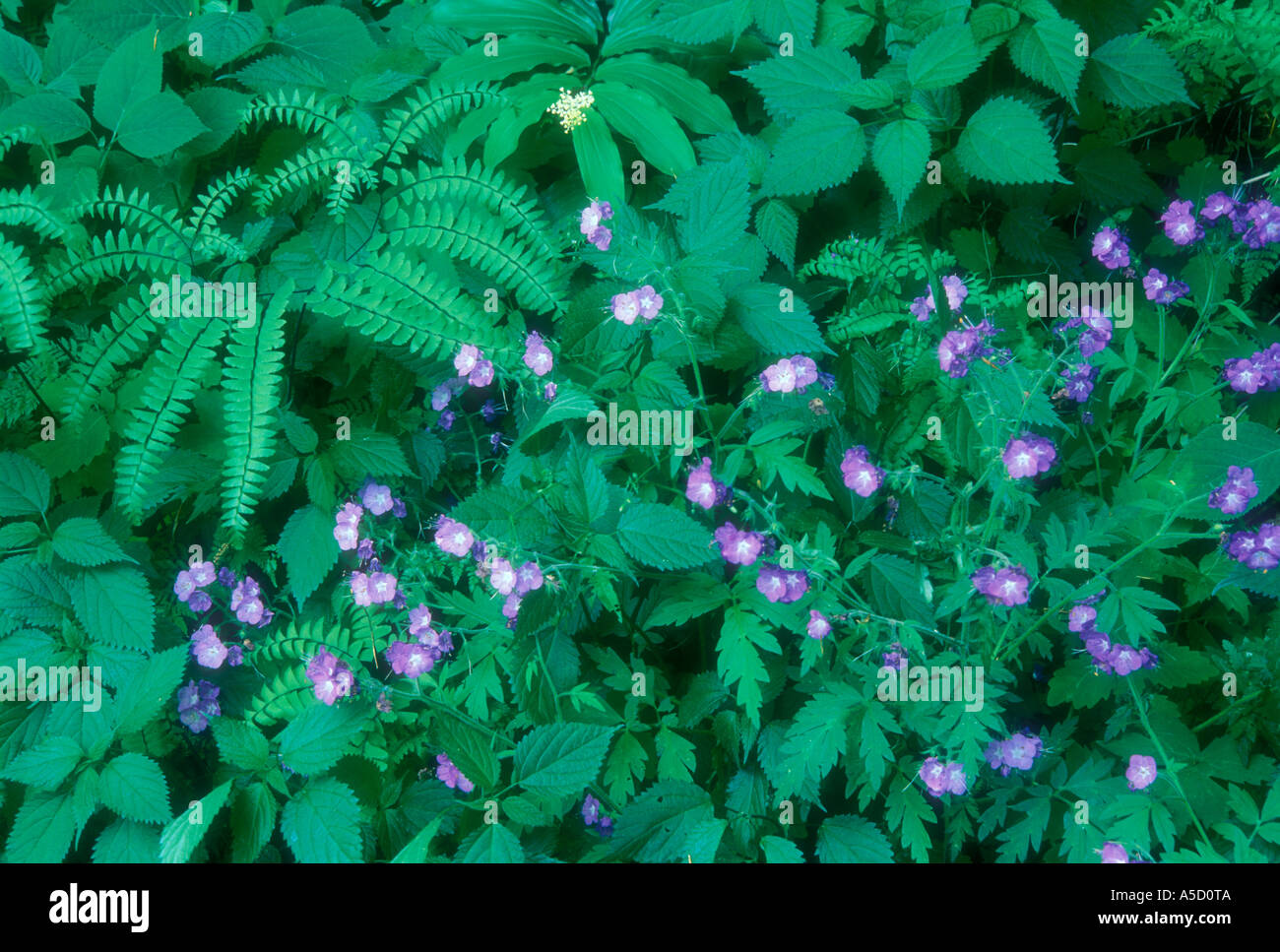 Phacelia bipinnatifida hi-res stock photography and images - Alamy