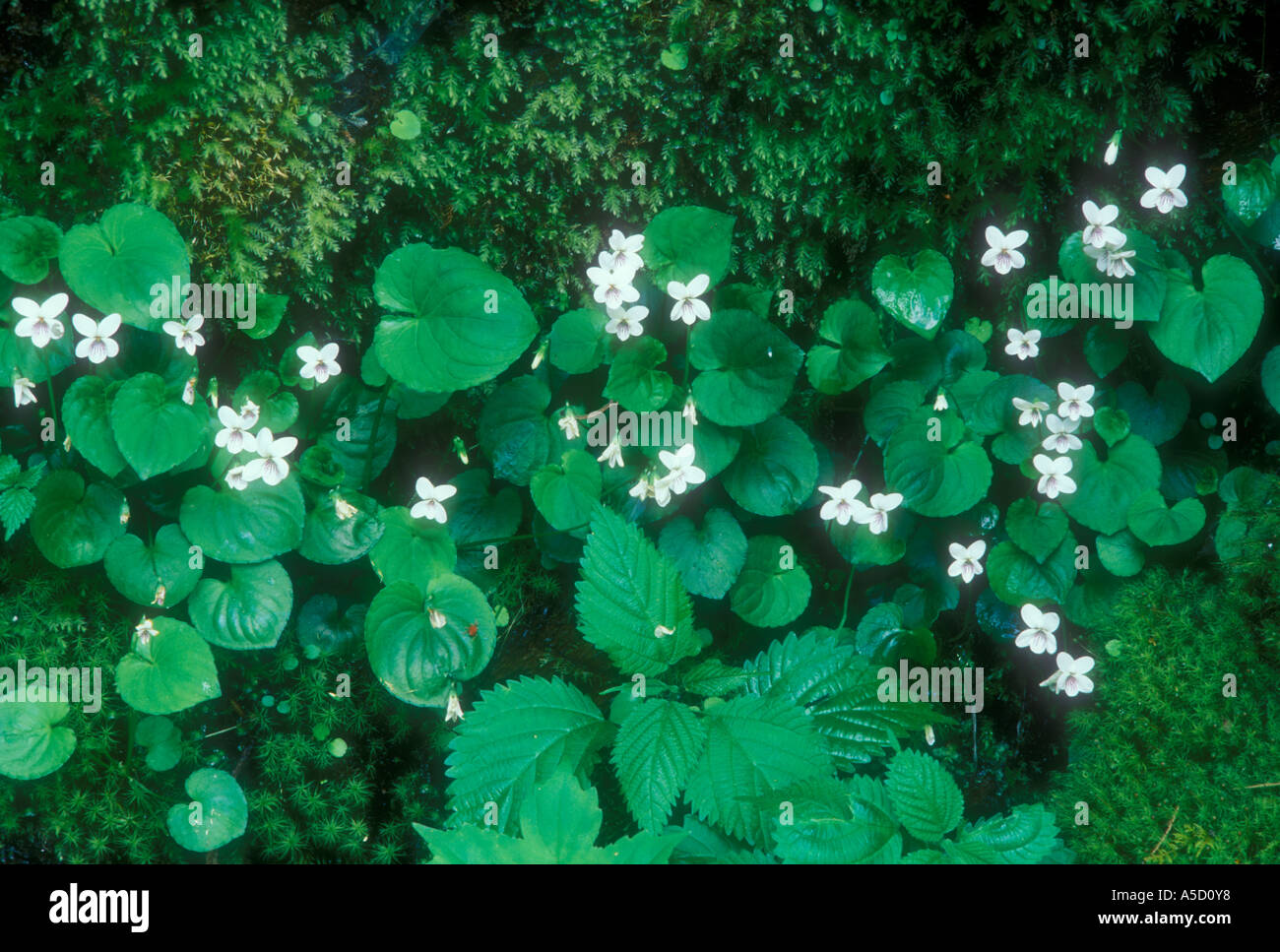 Canada Violet (Viola Canadensis) Southern Appalachian woodlands, colony ...