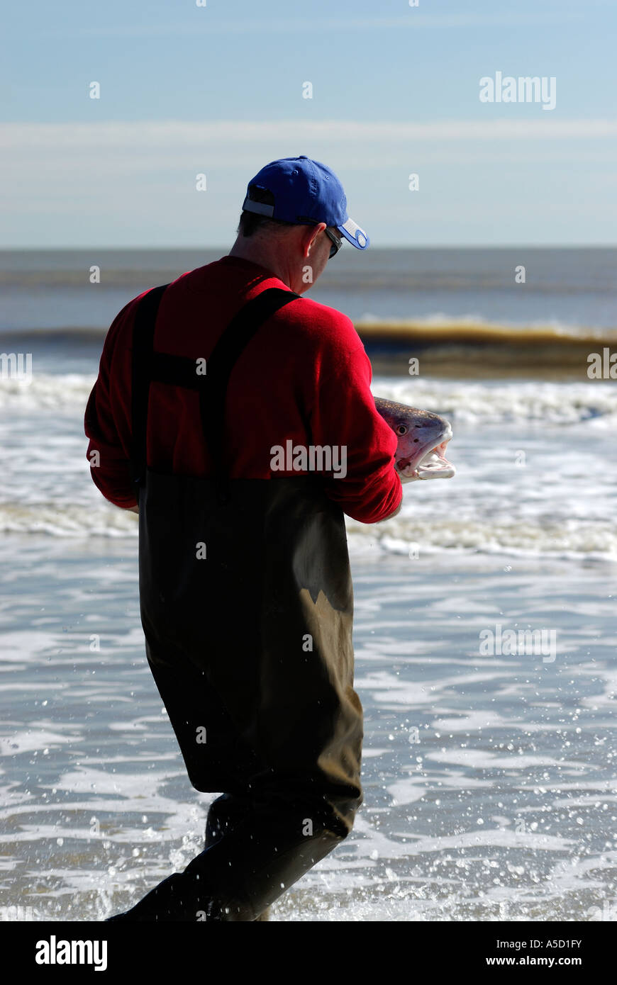 Fisherman releasing a big fish in the Gulf of Mexico Stock Photo - Alamy