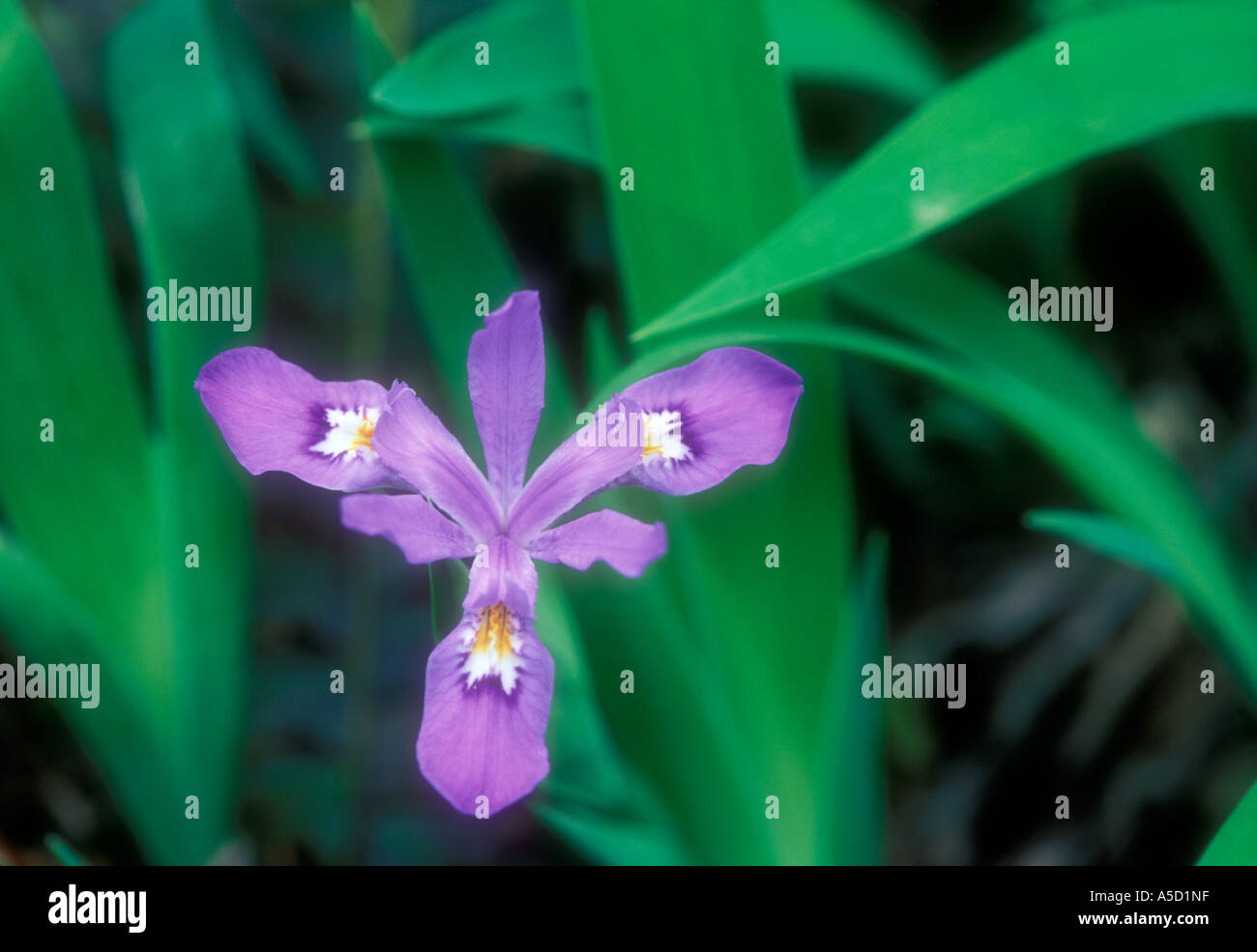 Crested dwarf iris (Iris cristata) Ground level portrait single bloom ...