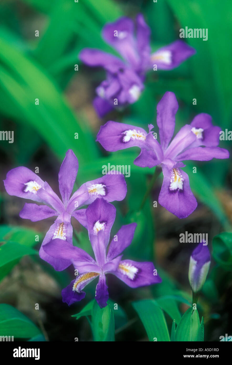 Crested dwarf iris (Iris cristata) Ground level portrait several blooms ...
