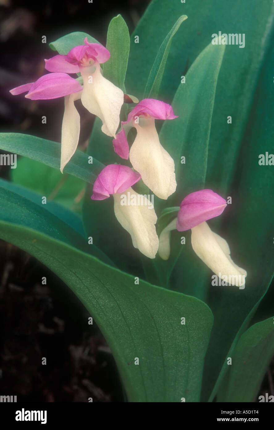 Showy orchis (Galearis spectabilis), Great Smoky Mountains National ...