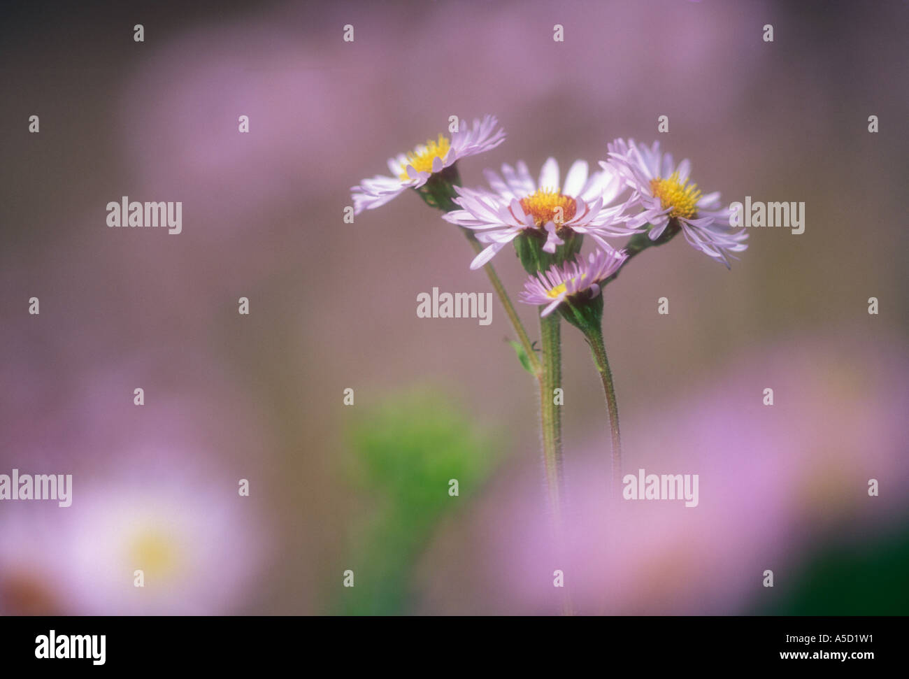 Daisy fleabane (Erigeron philadelphicus) Ground level portraits at ...