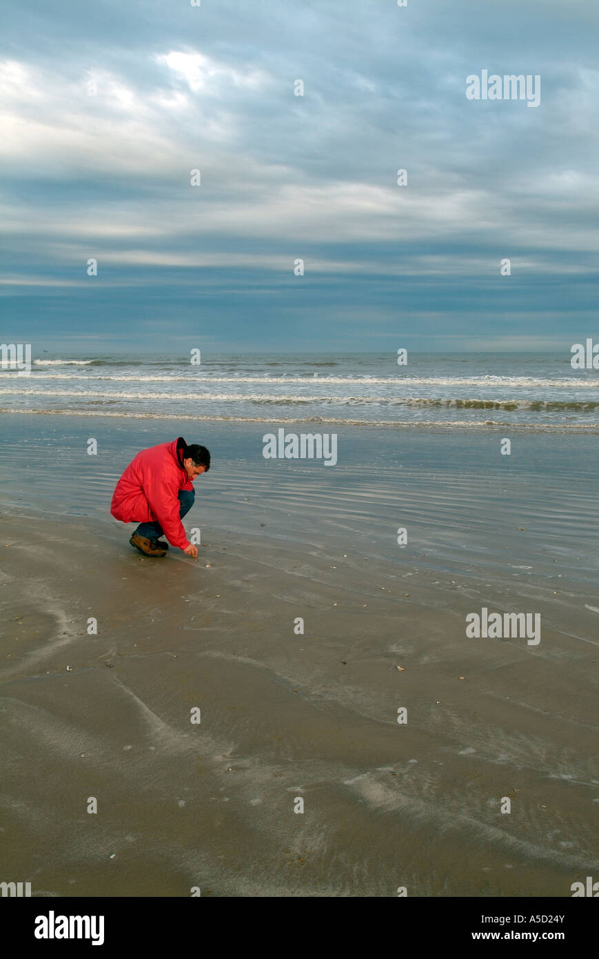 Man picking up shells on a beach on Bolivar peninsula Stock Photo - Alamy