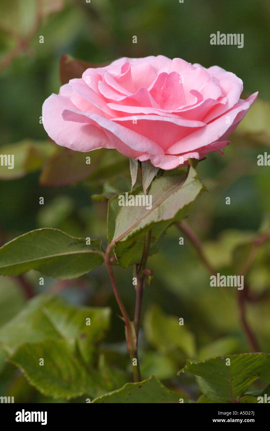 Belle rose hi-res stock photography and images - Alamy