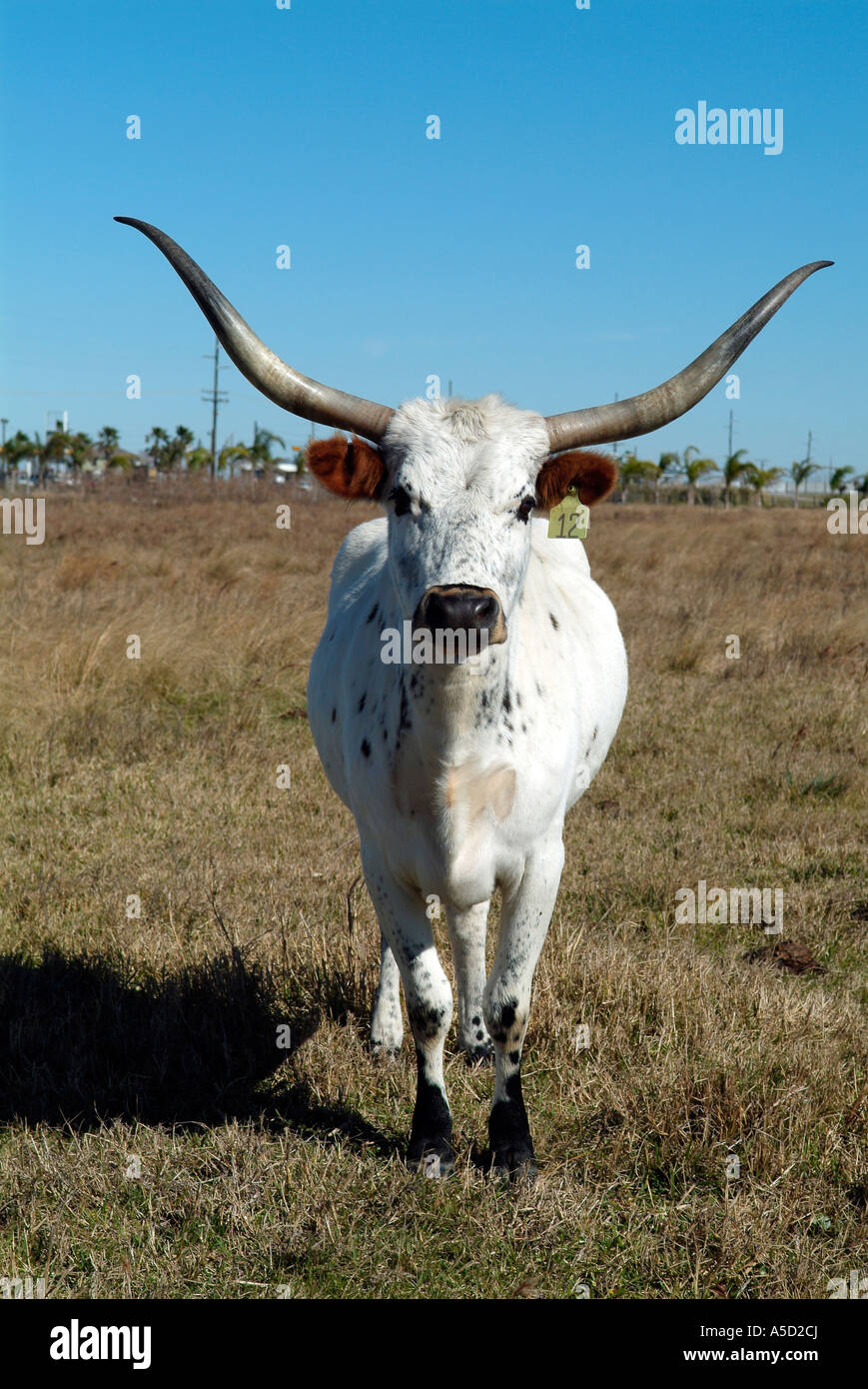 Close up of a brown long horn cow Stock Photo - Alamy
