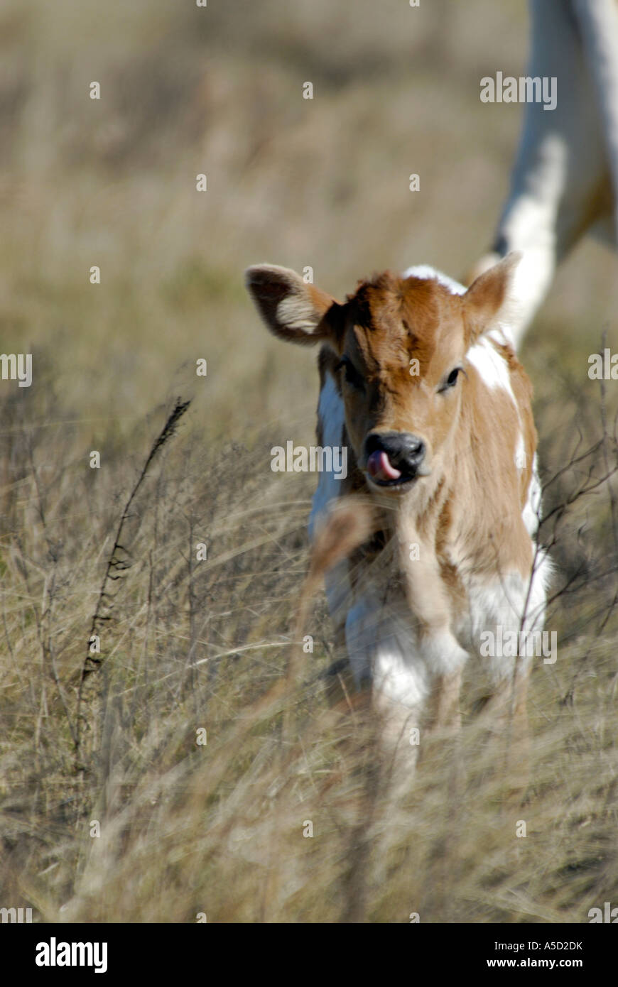 Long horn calf in a grass field Stock Photo - Alamy