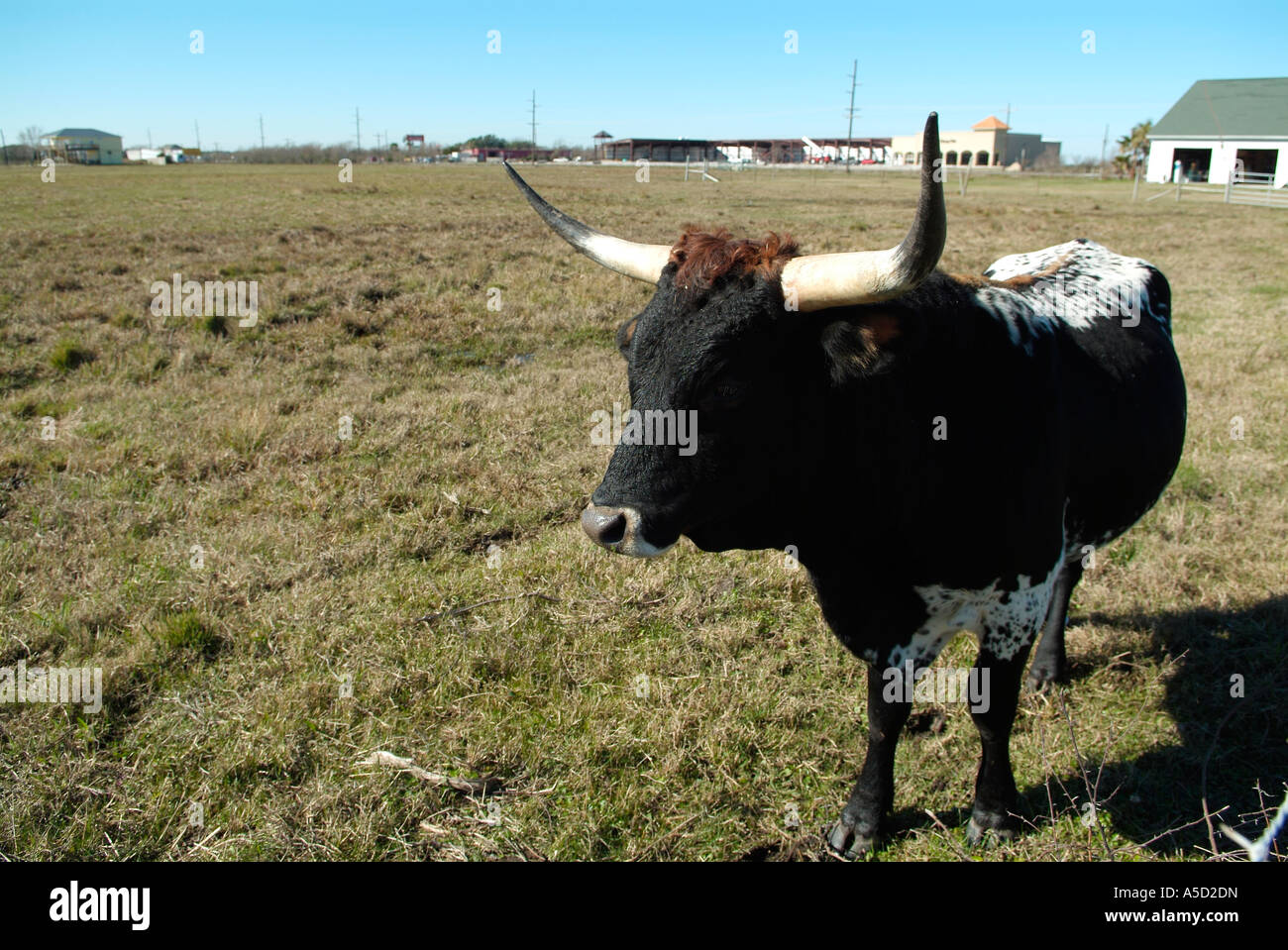 Close up of a brown long horn cow Stock Photo - Alamy