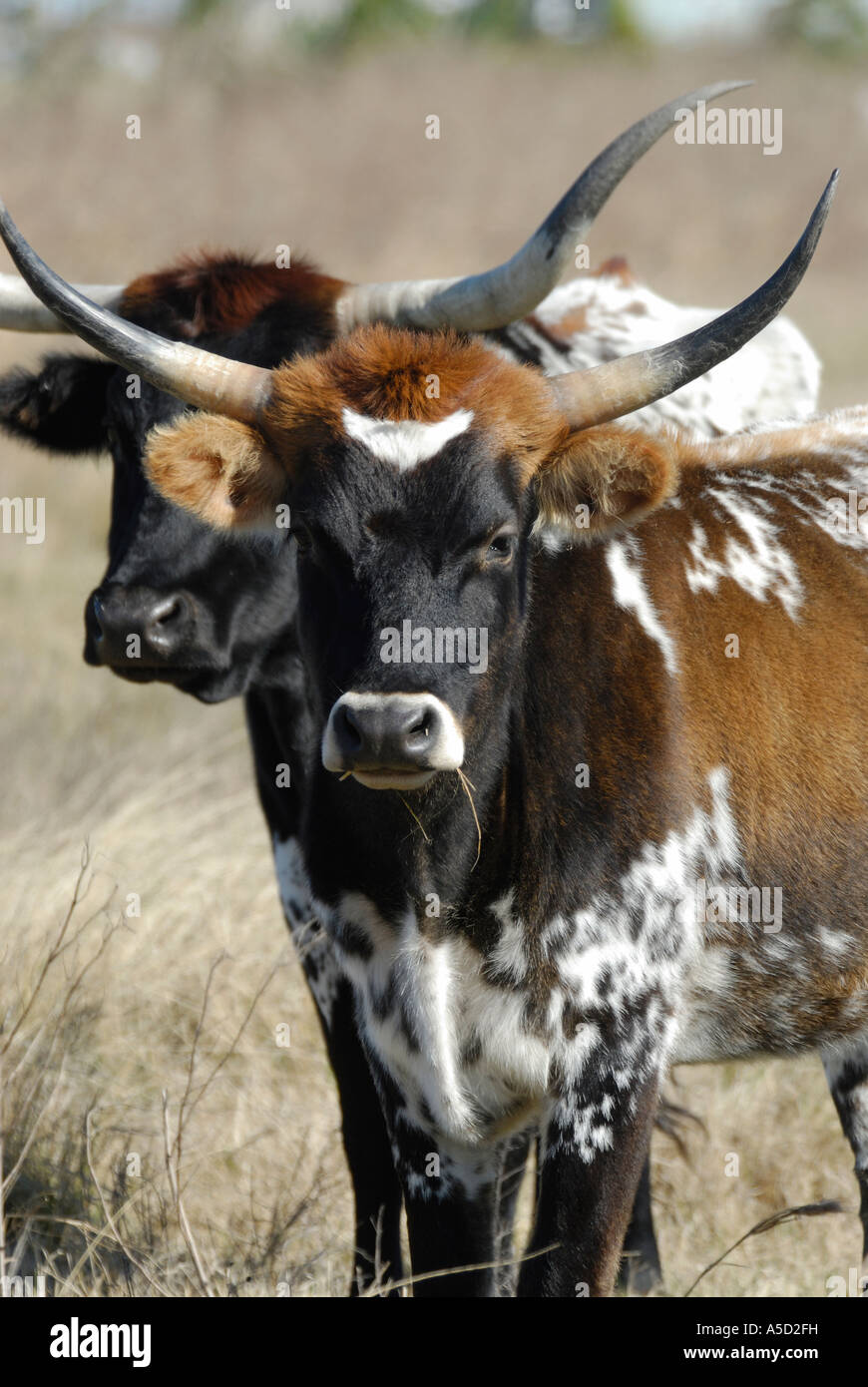 Texas long horn cows hi-res stock photography and images - Alamy