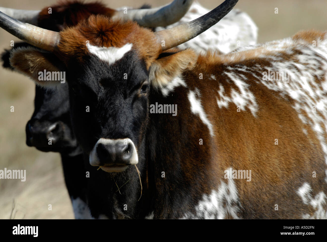 Close up of a herd of long horn cows Stock Photo - Alamy