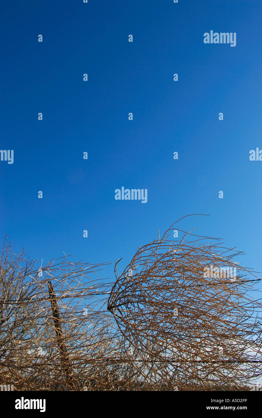 Tumbleweed plants in Pecos area in Texas state, USA Stock Photo - Alamy
