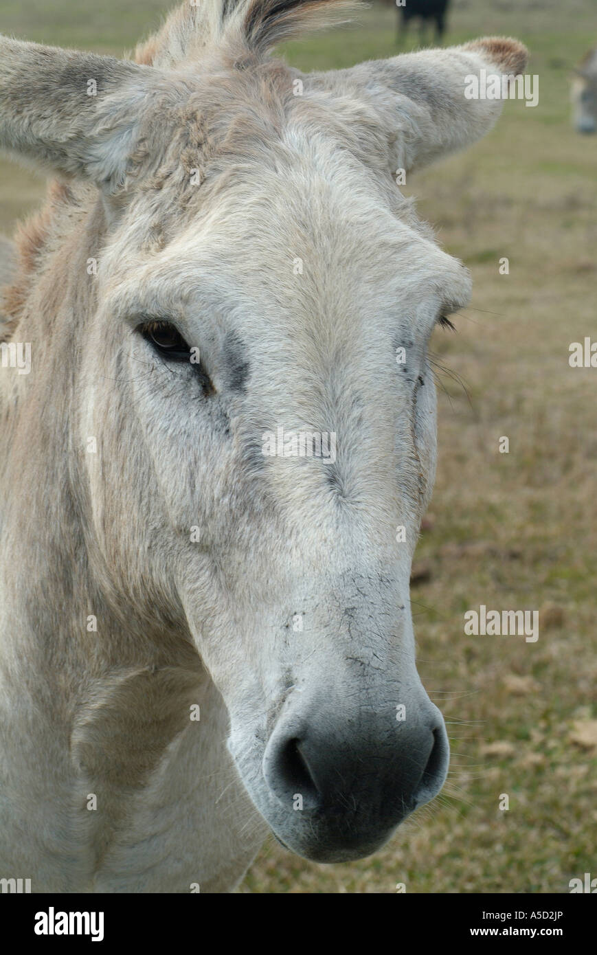 The head of a donkey hi-res stock photography and images - Alamy