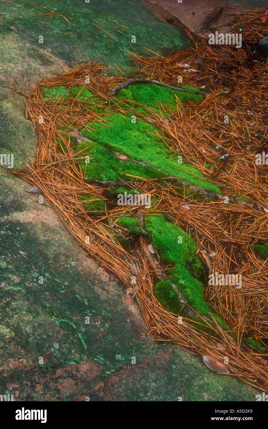 Shield moss hi-res stock photography and images - Alamy