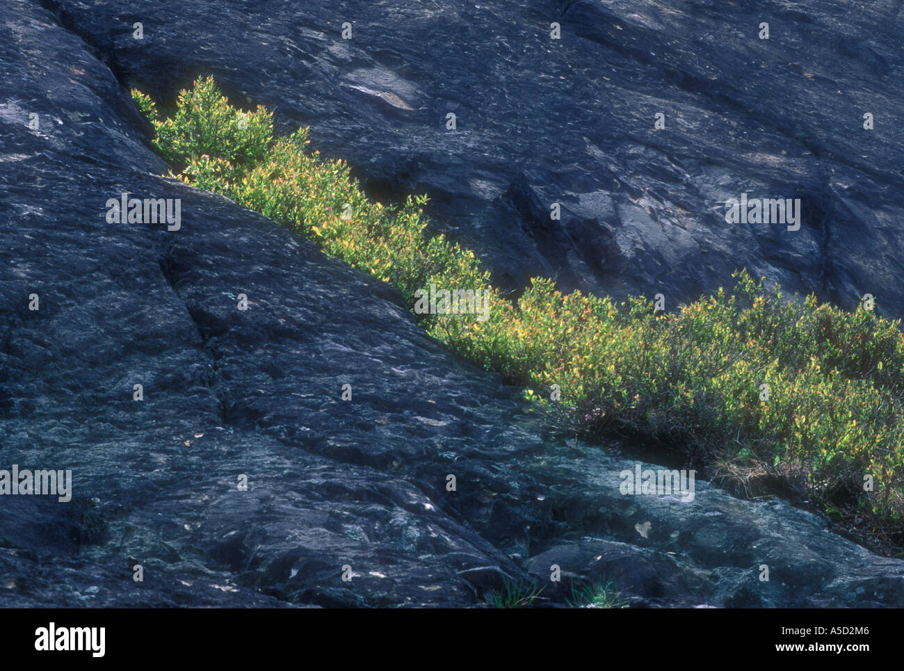 Lowbush blueberry (Vaccinium angustifolium) Colony on rock outcrop ...