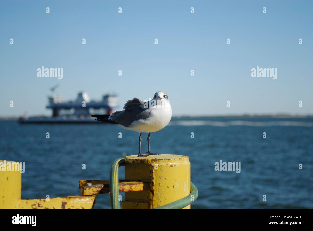 Laughing seagull standing on the back of a ferry Stock Photo - Alamy