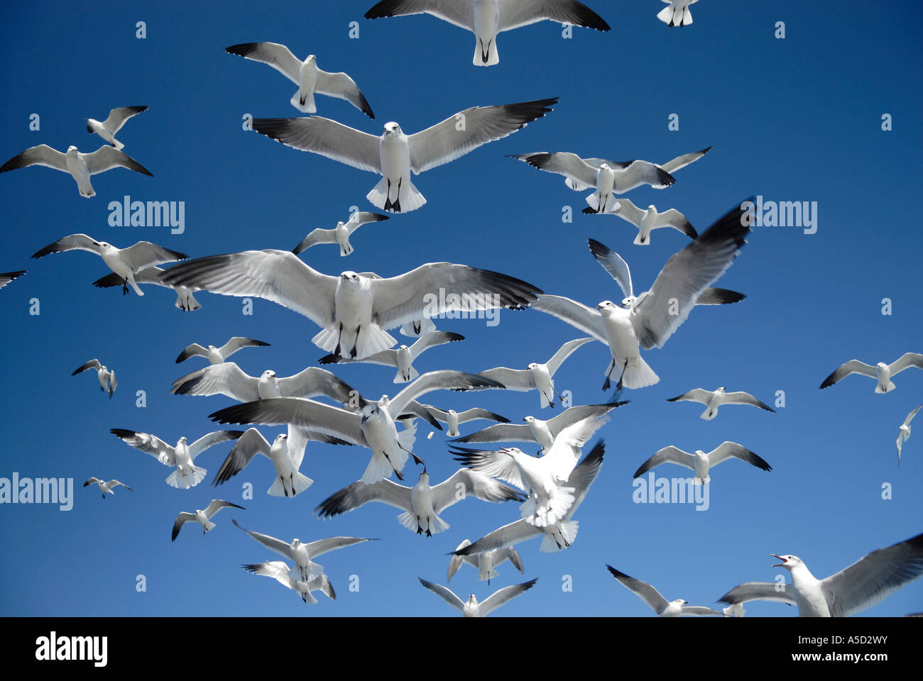 Laughing seagulls flying in the sky Stock Photo - Alamy