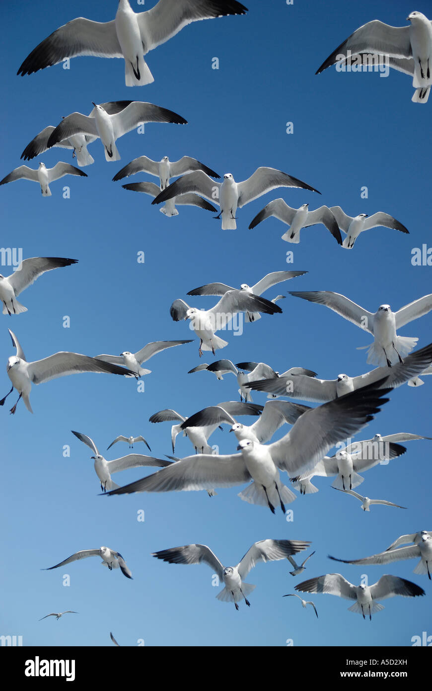 Laughing seagulls flying in the sky Stock Photo - Alamy