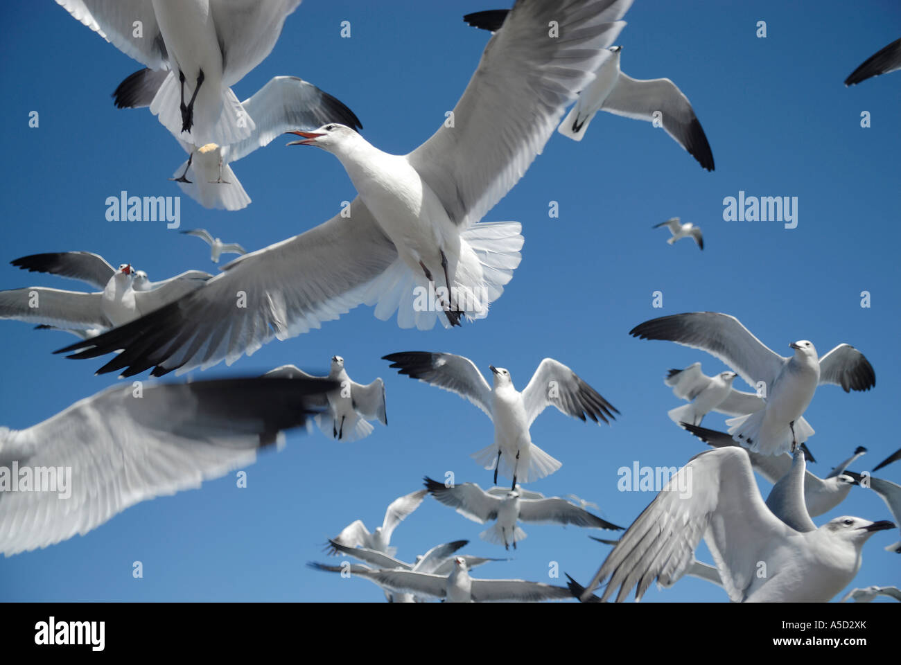 Laughing seagulls flying in the sky Stock Photo - Alamy