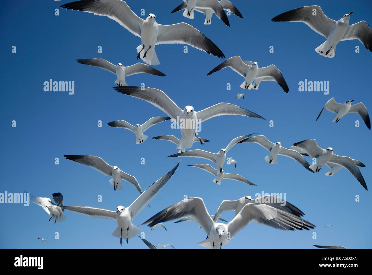 Laughing seagulls flying in the sky Stock Photo - Alamy