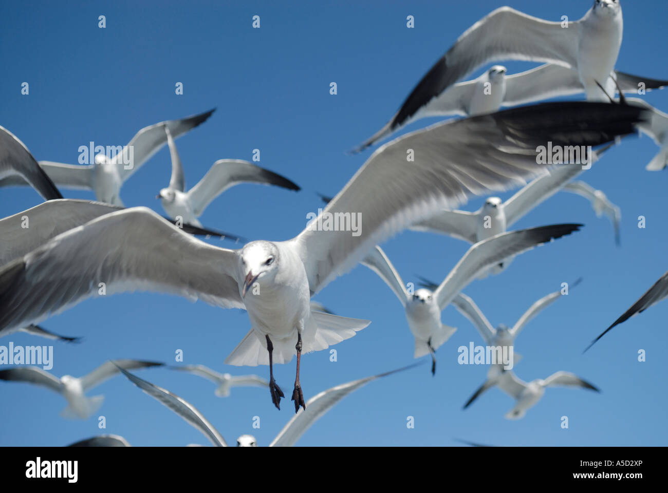 Laughing seagulls flying in the sky Stock Photo - Alamy