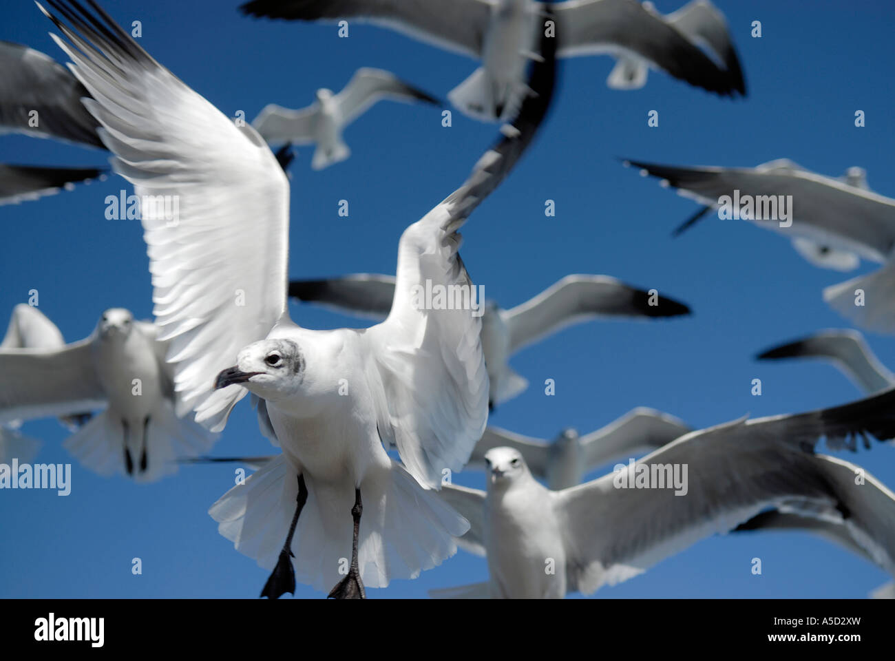 Laughing seagulls flying in the sky Stock Photo - Alamy