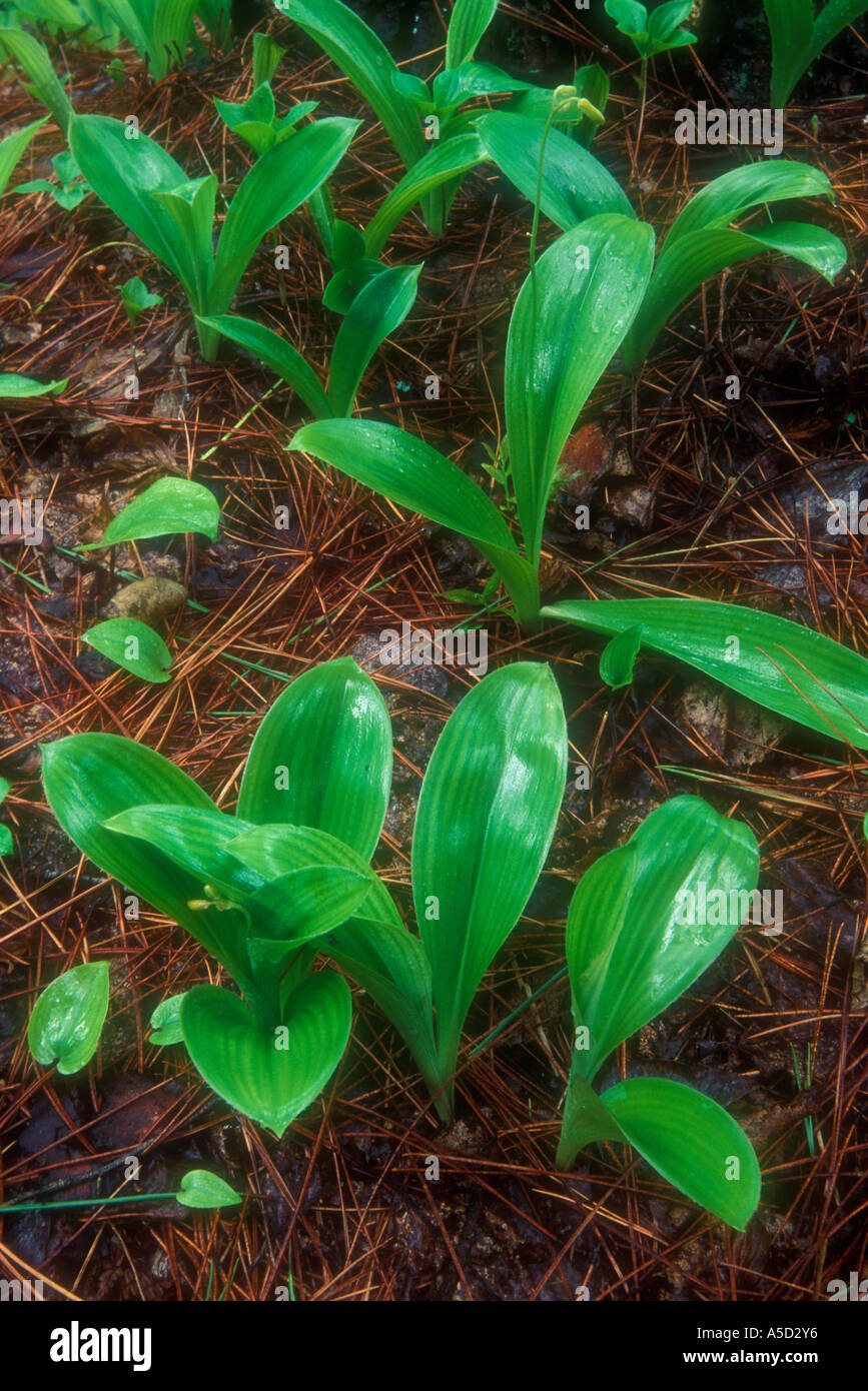 Red clintonia hi-res stock photography and images - Alamy